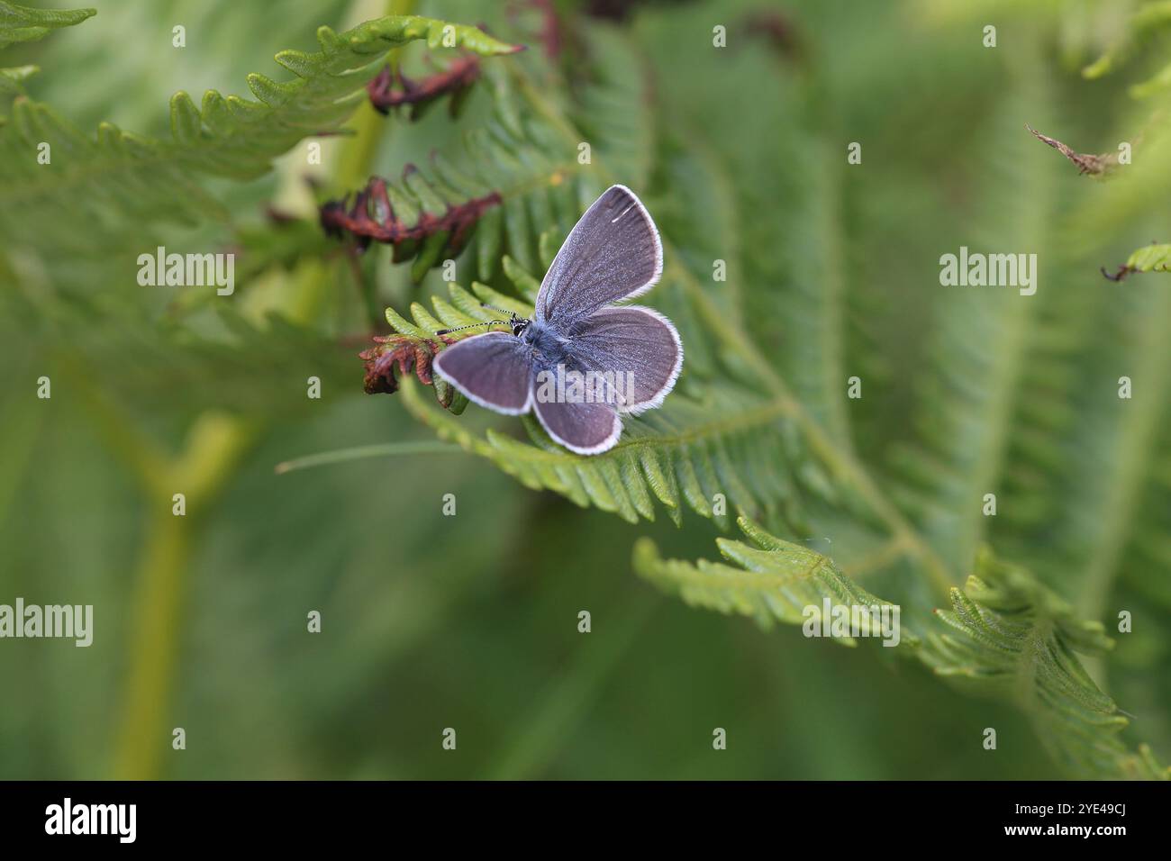 Very smallest butterfly hi-res stock photography and images - Alamy