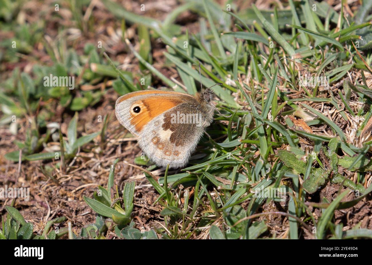 Small Heath Butterfly resting on grass - Coenonympha pamphilus Stock ...