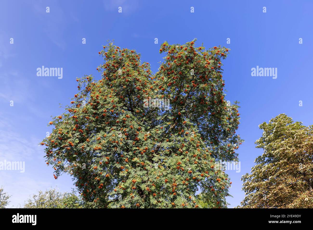 a rowan tree with fruits in the autumn, the color rowan foliage changes ...