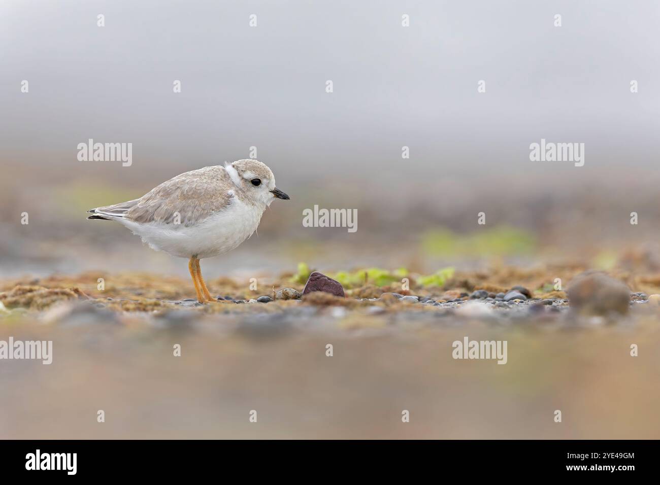 A piping plover (Charadrius melodus) young in the morning on the beach ...