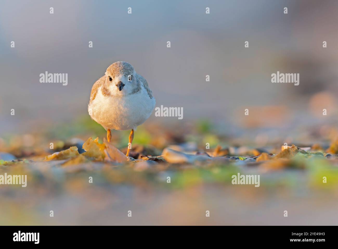 A piping plover (Charadrius melodus) young back lit in the morning sun ...