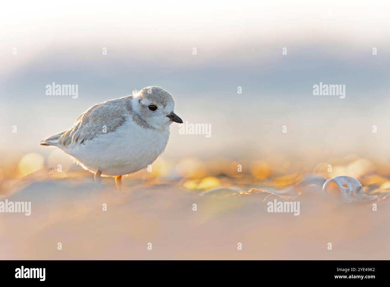 A piping plover (Charadrius melodus) young back lit in the morning sun ...