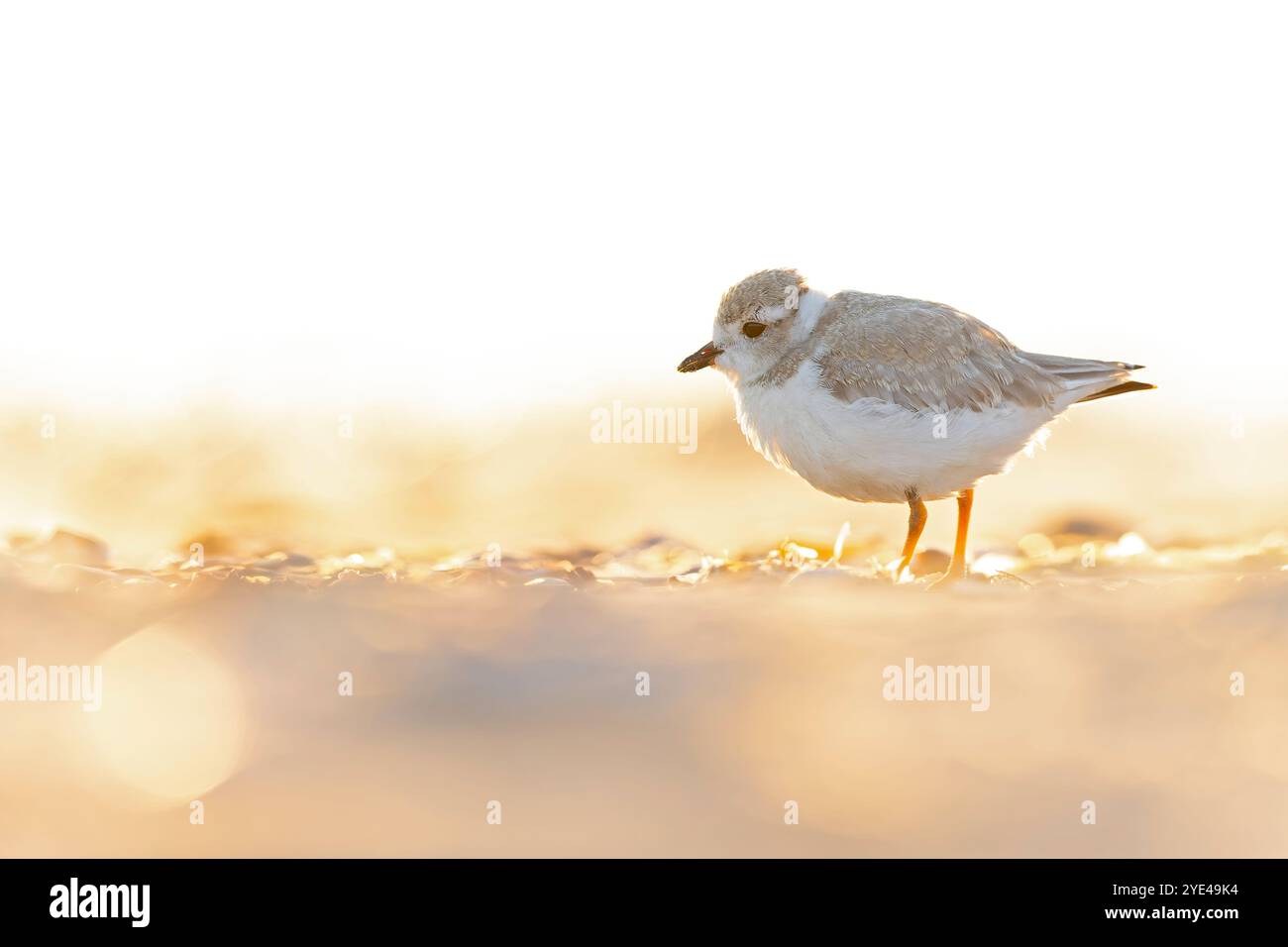 A piping plover (Charadrius melodus) young back lit in the morning sun ...