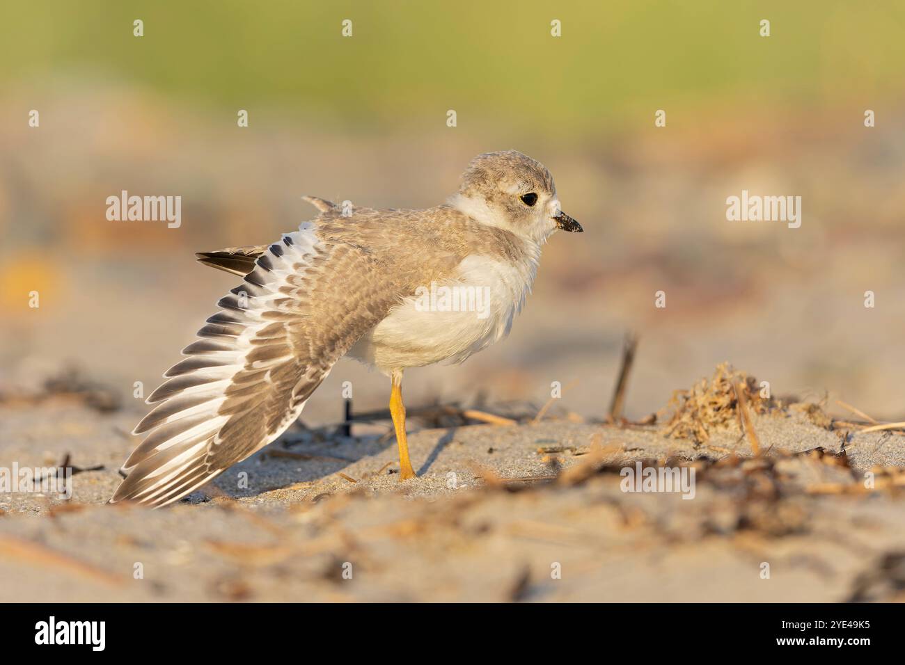 A piping plover (Charadrius melodus) young stretching in the morning on ...
