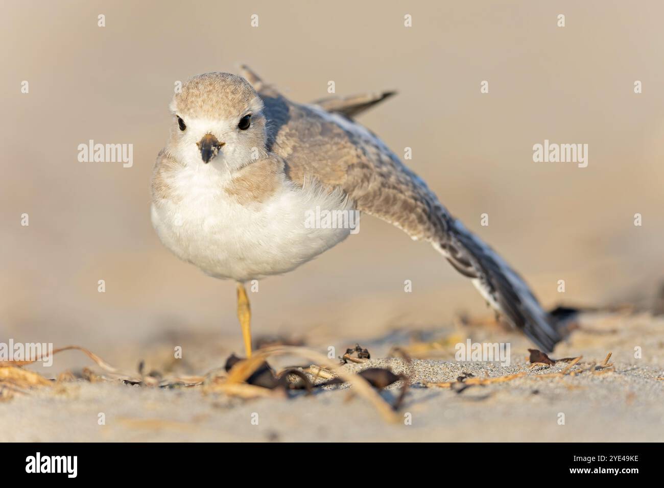 A piping plover (Charadrius melodus) young stretching in the morning on ...