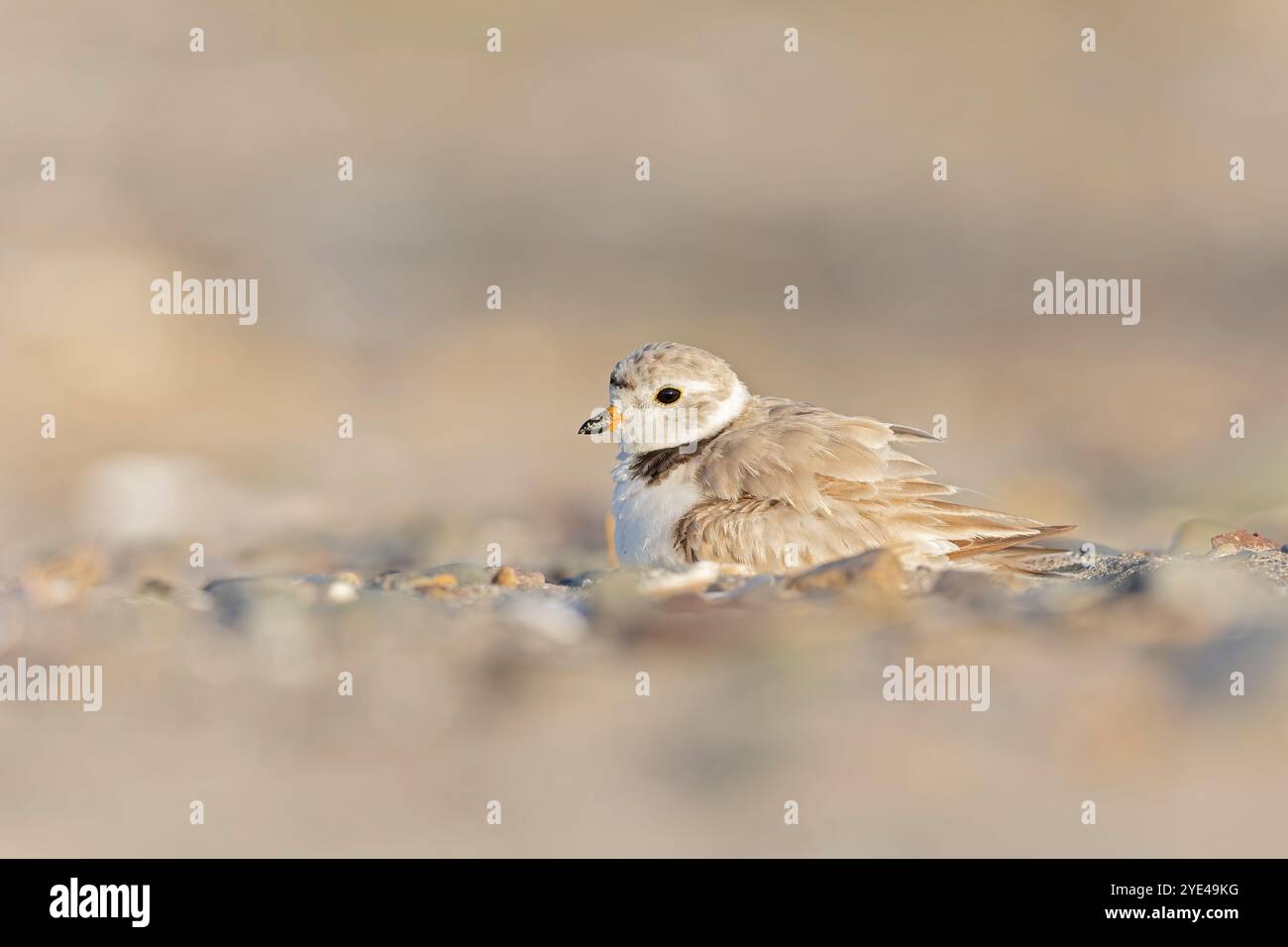 An adult piping plover (Charadrius melodus) on its nest Stock Photo - Alamy