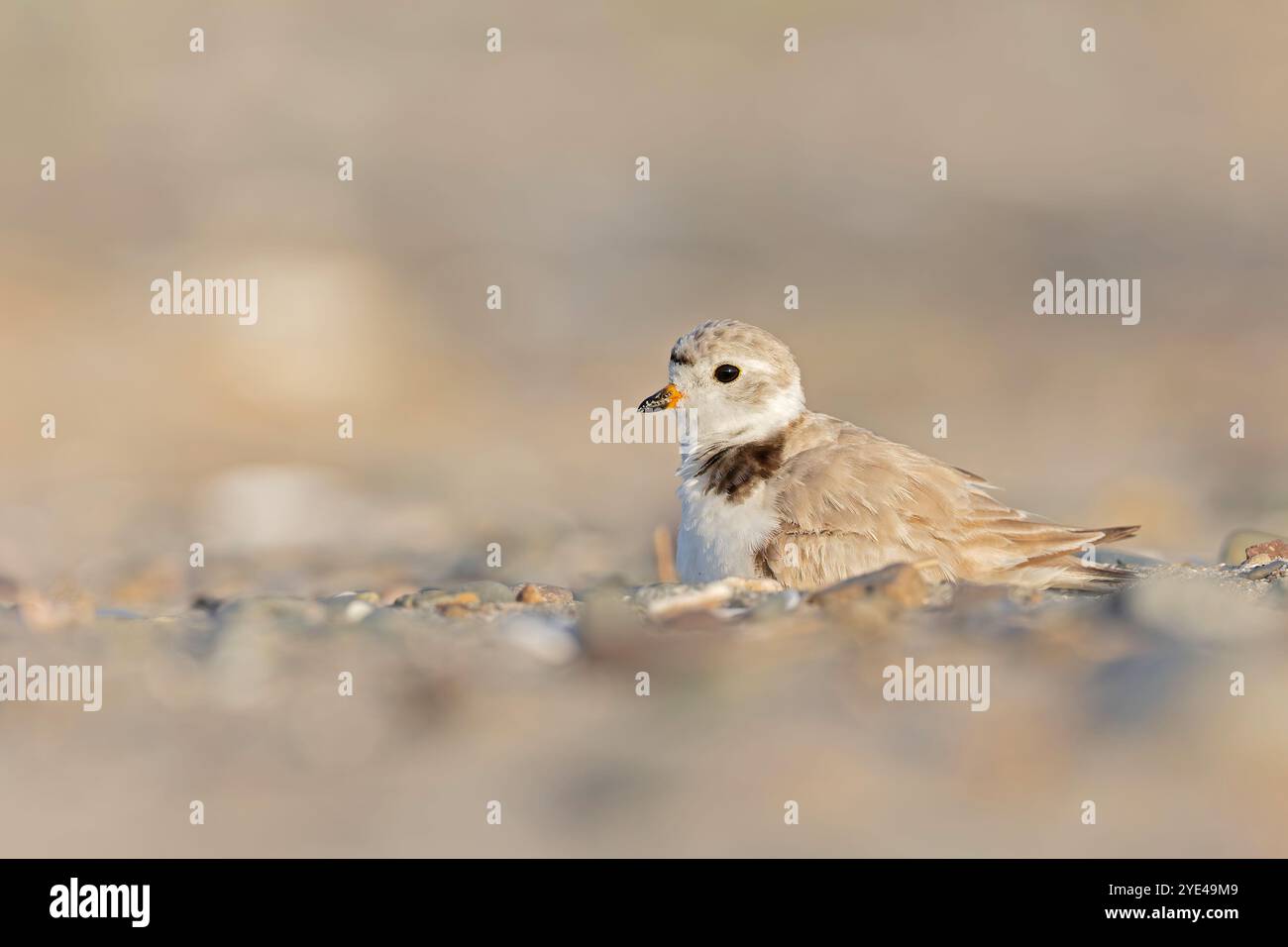 An adult piping plover (Charadrius melodus) on its nest Stock Photo - Alamy