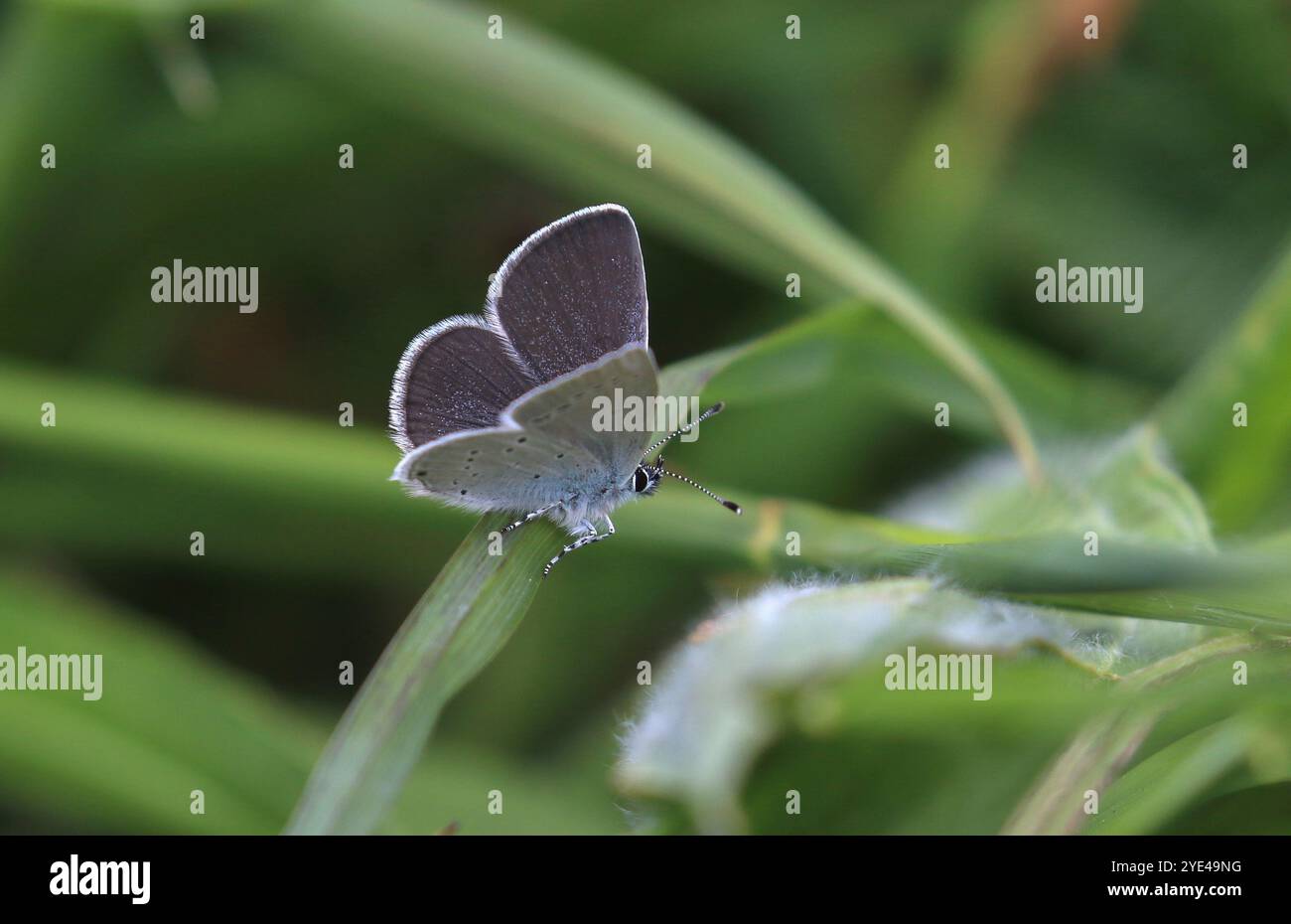 Smallest uk butterfly hi-res stock photography and images - Alamy