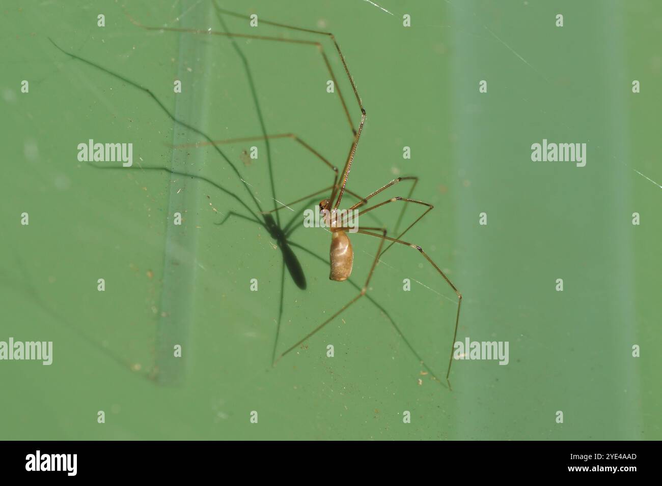Daddy-long-legs spider, cellar spider (Pholcus phalangioides). Family ...
