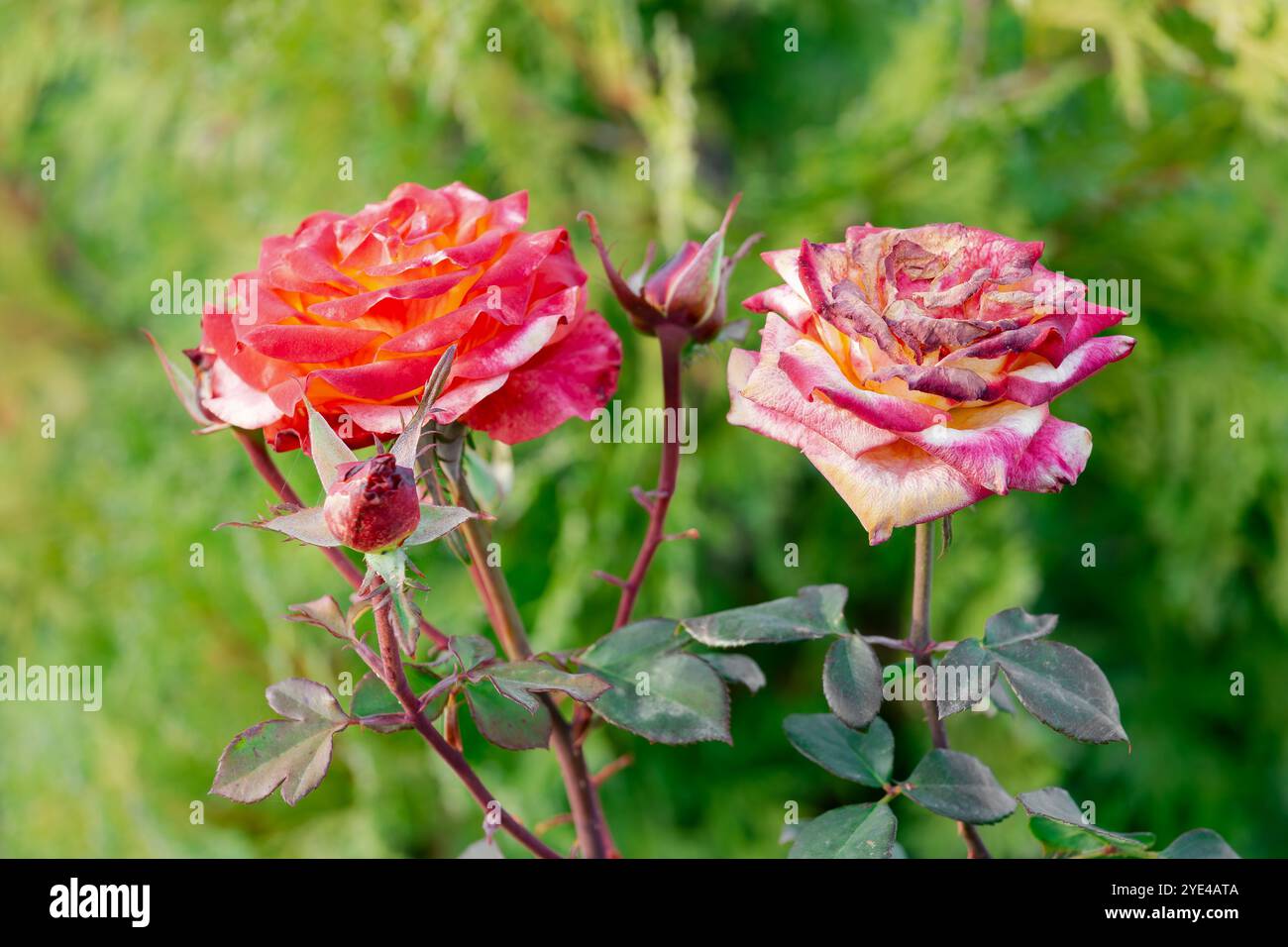 Close-up of two red roses growing Stock Photo - Alamy