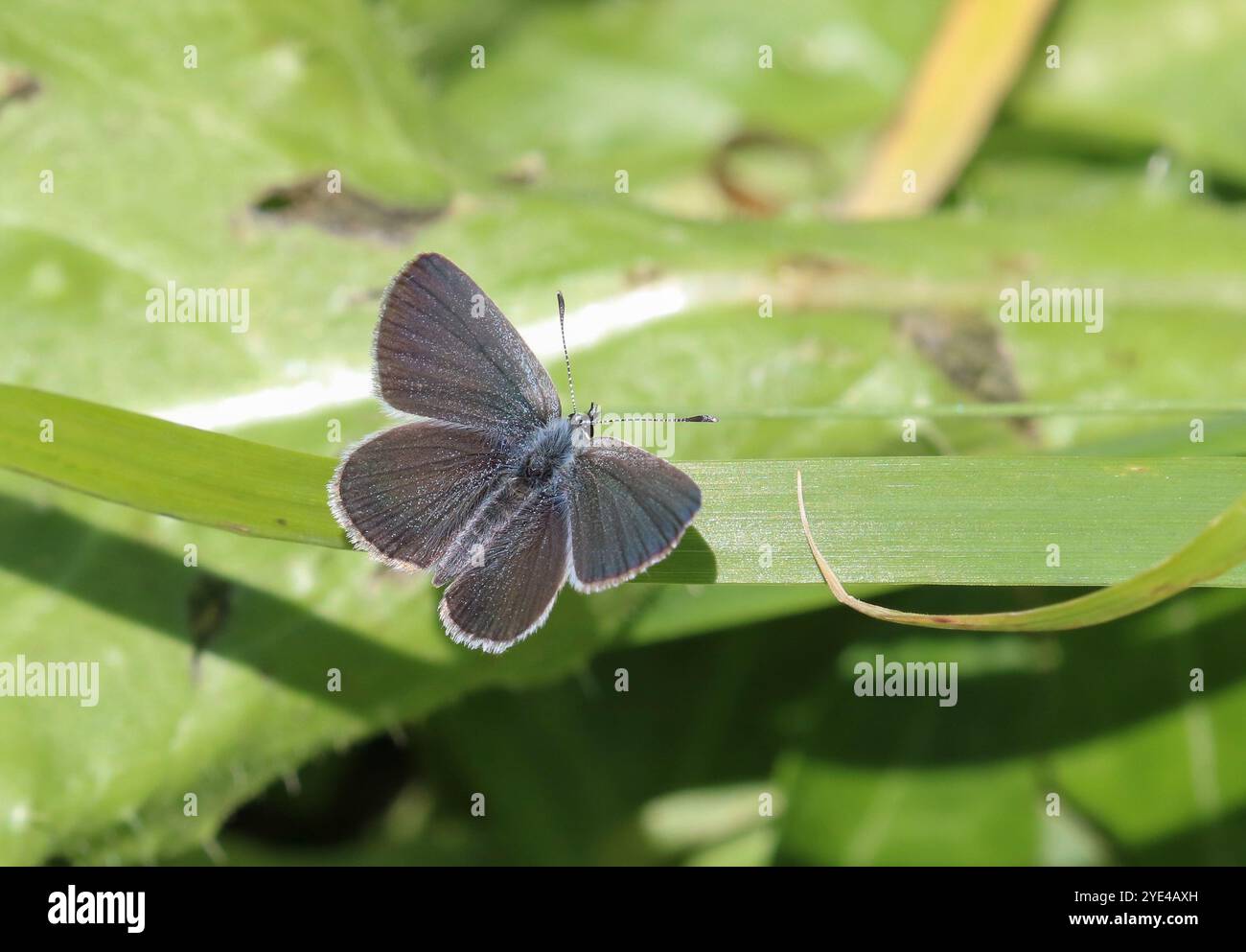 Small Blue Butterfly male resting with open wings - Cupido minimus ...