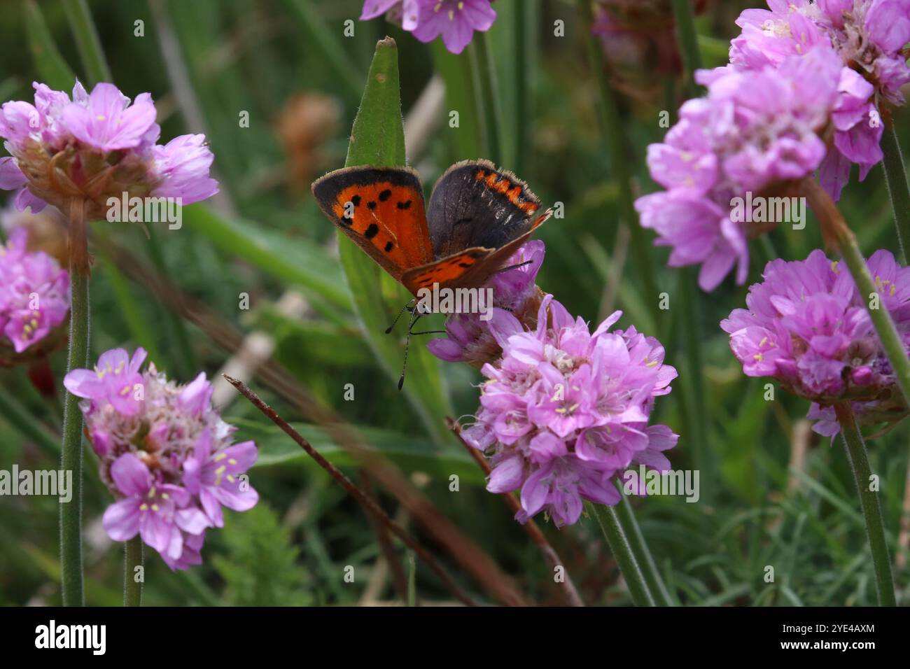 Small Copper Butterfly nectaring on Thrift flower - Lycaena phlaeas ...