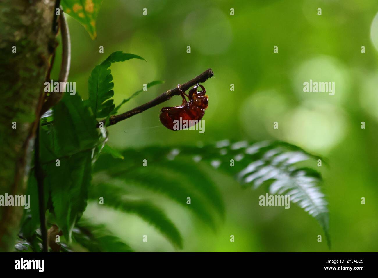 Insecto costa rica hi-res stock photography and images - Alamy