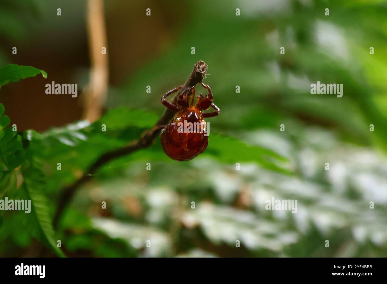 Exotic insect closeup in Costa Rica Stock Photo - Alamy