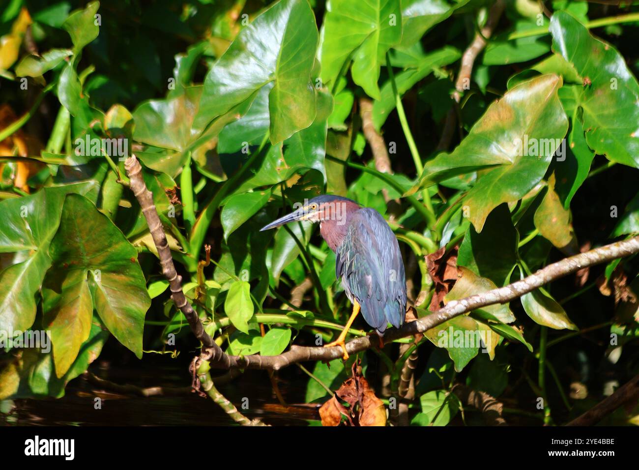 Biodiversidad costa rica hi-res stock photography and images - Alamy