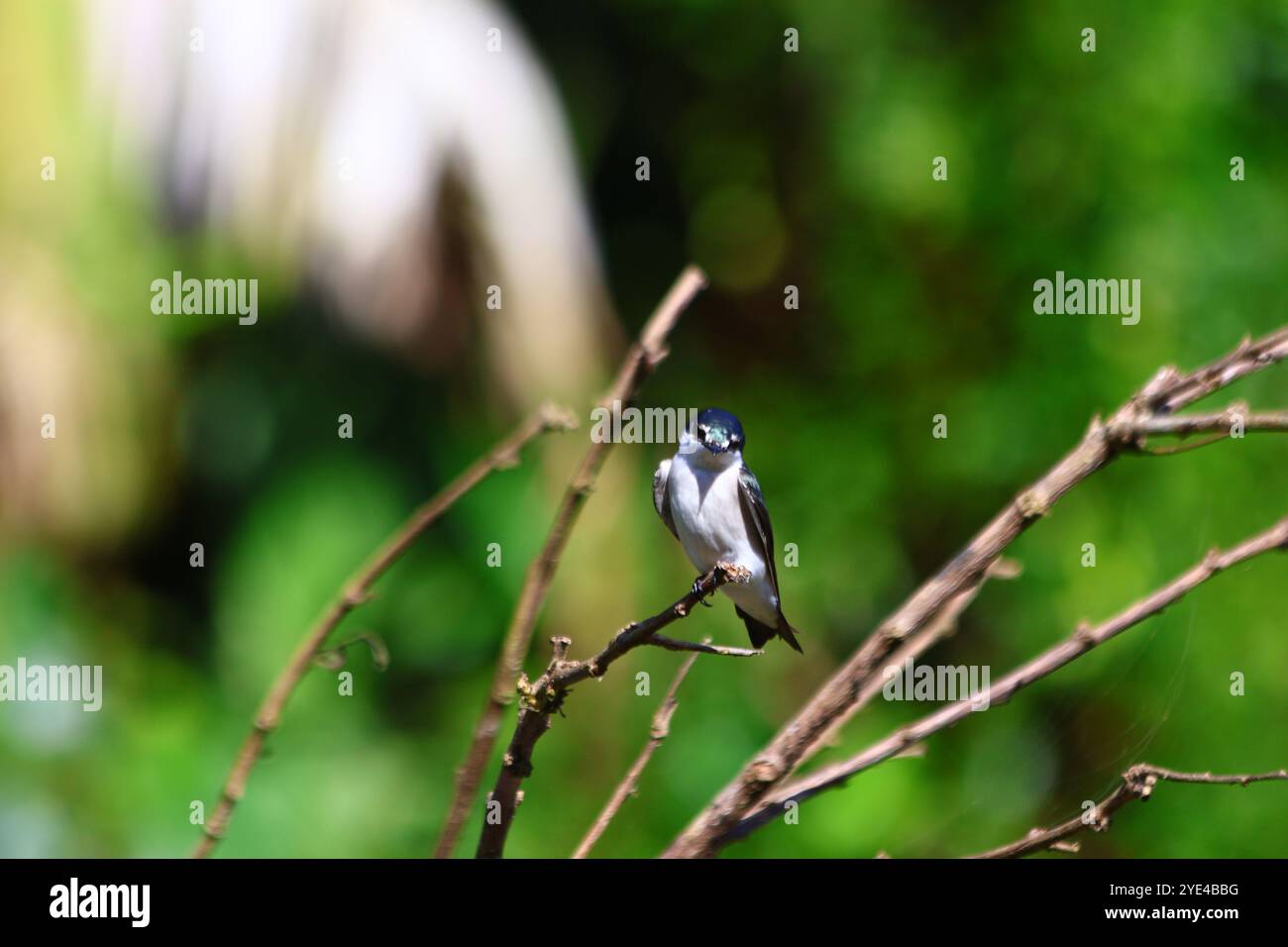 Biodiversidad costa rica hi-res stock photography and images - Alamy