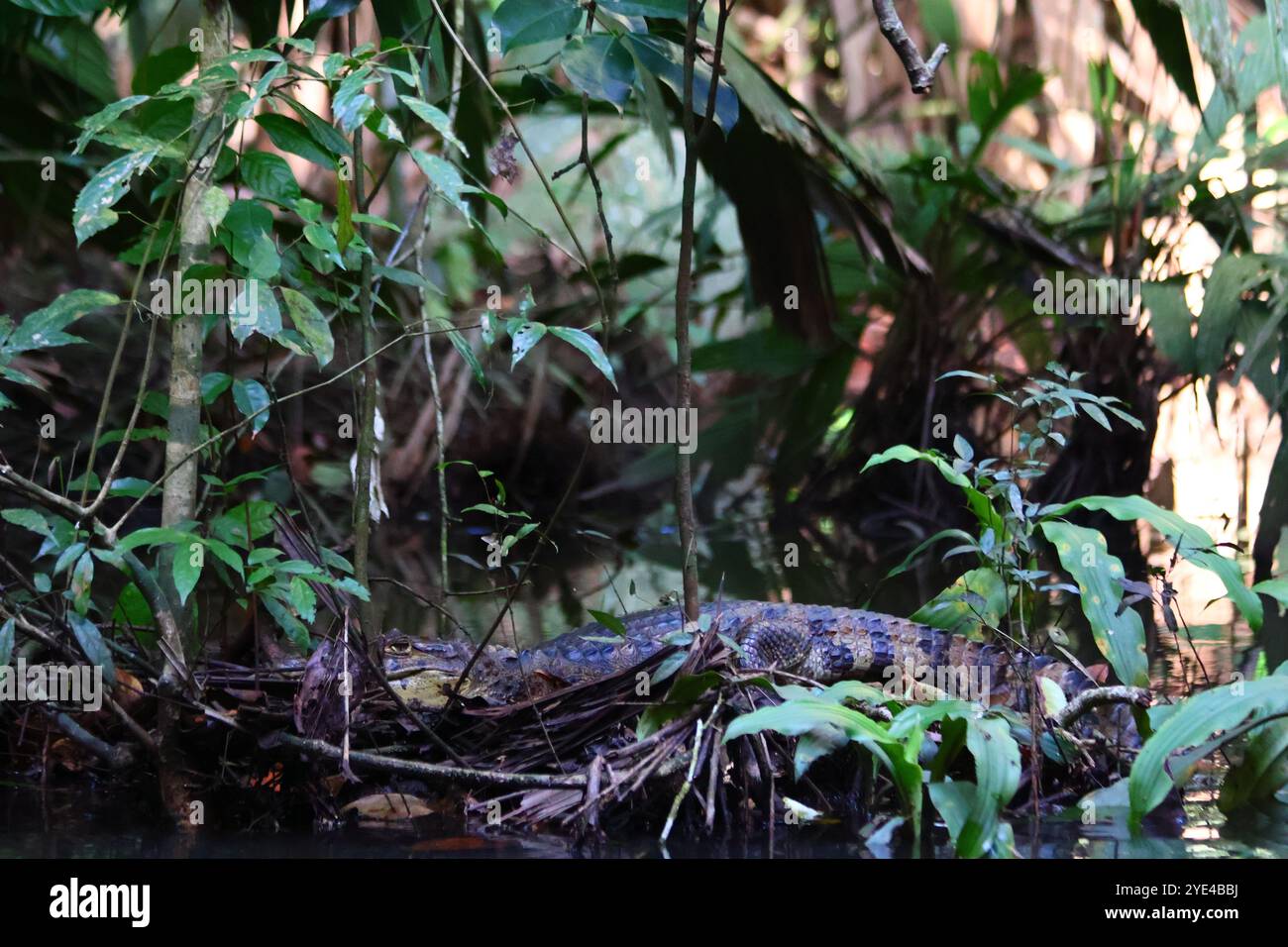 Caiman en la selva hi-res stock photography and images - Alamy