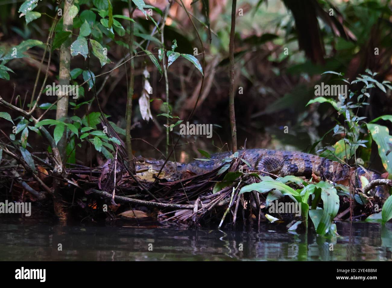 Biodiversidad costa rica hi-res stock photography and images - Alamy