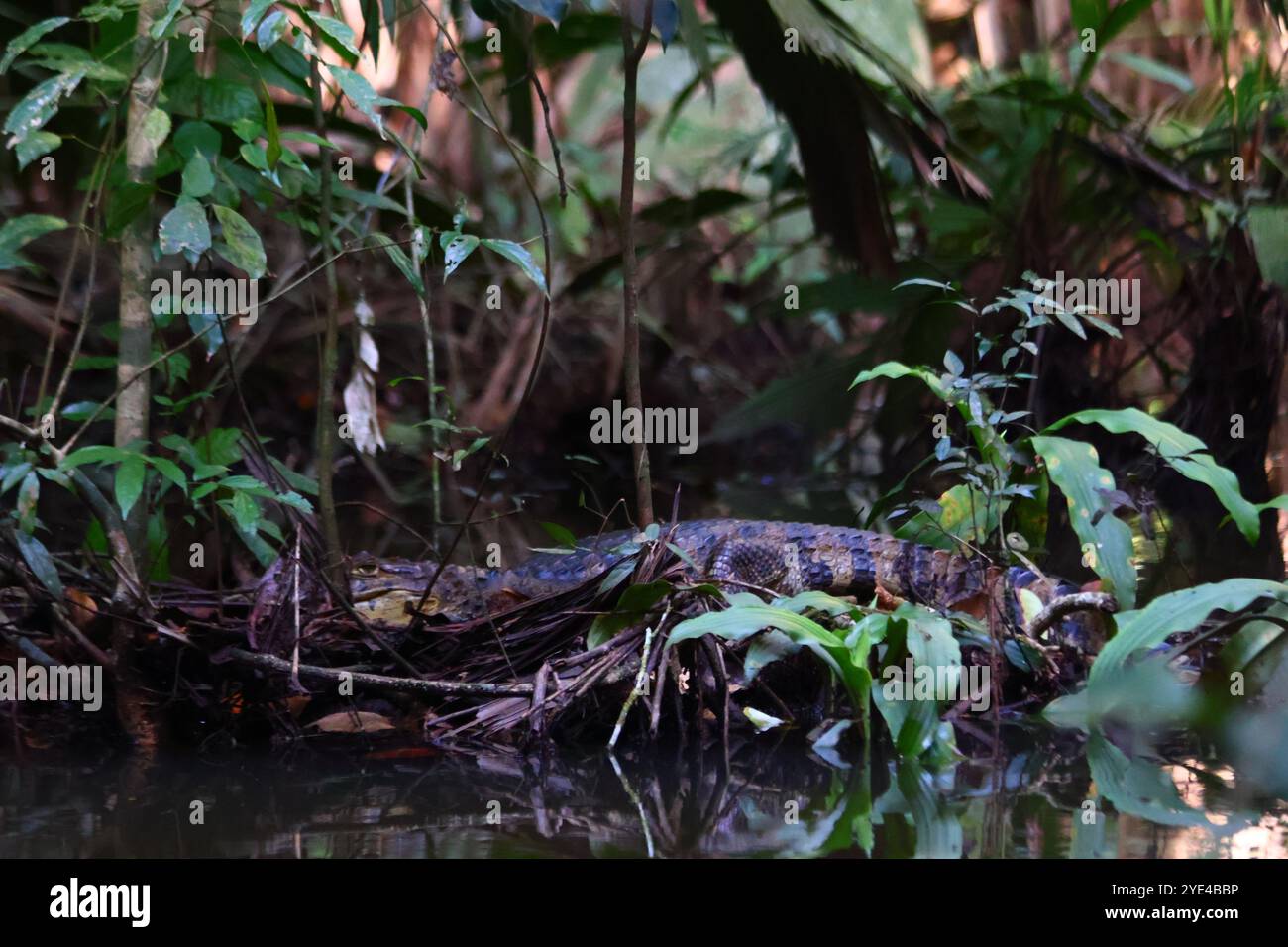 Cayman hiding in the forest in Costa Rica Stock Photo - Alamy