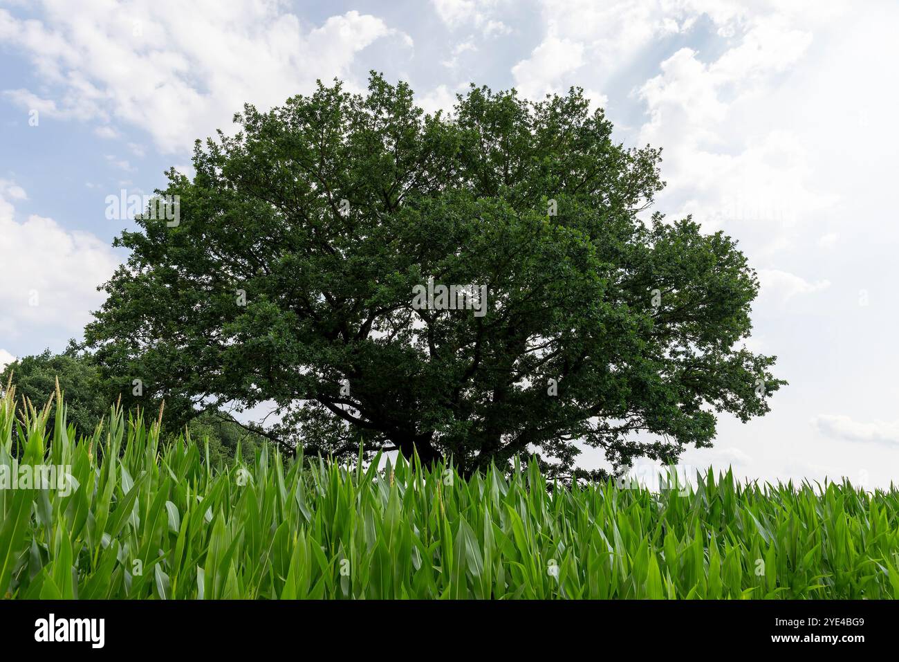oak tree in a field with green corn, a large amount of sweet corn and ...