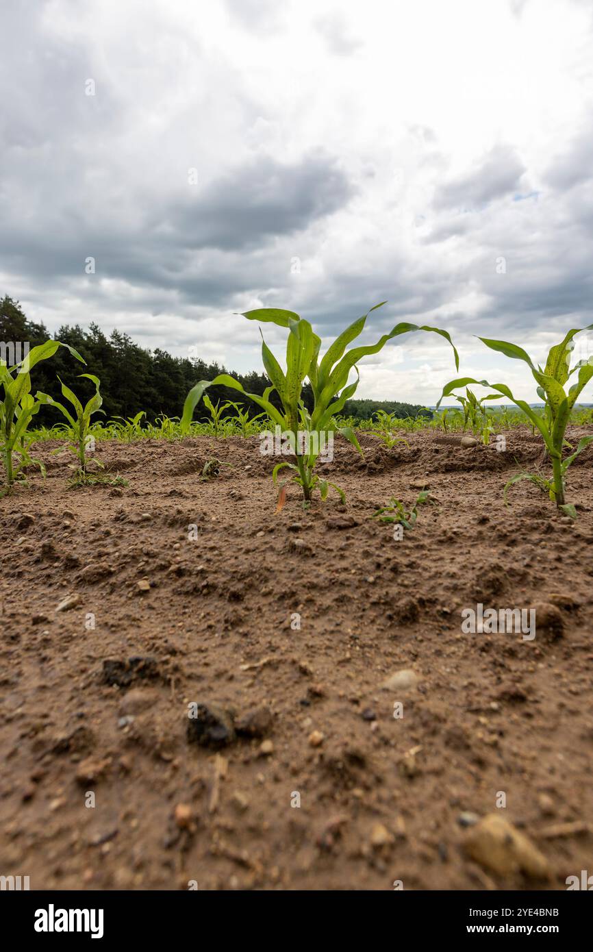 cornfield in cloudy weather, dirty corn in the ground after a rain ...
