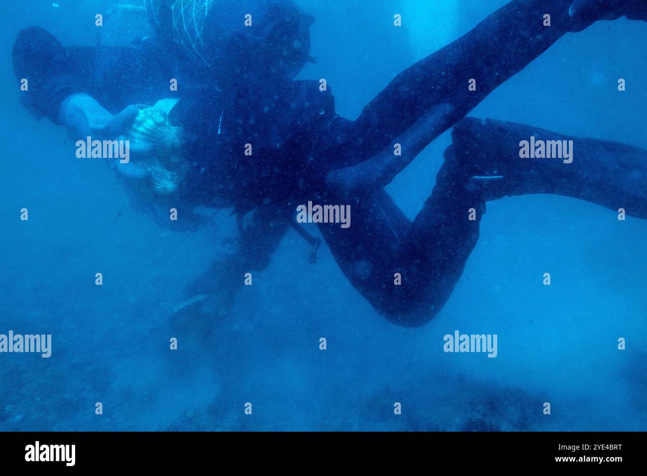 Underwater photography of a scallop fisherman scuba diving on the boat ...