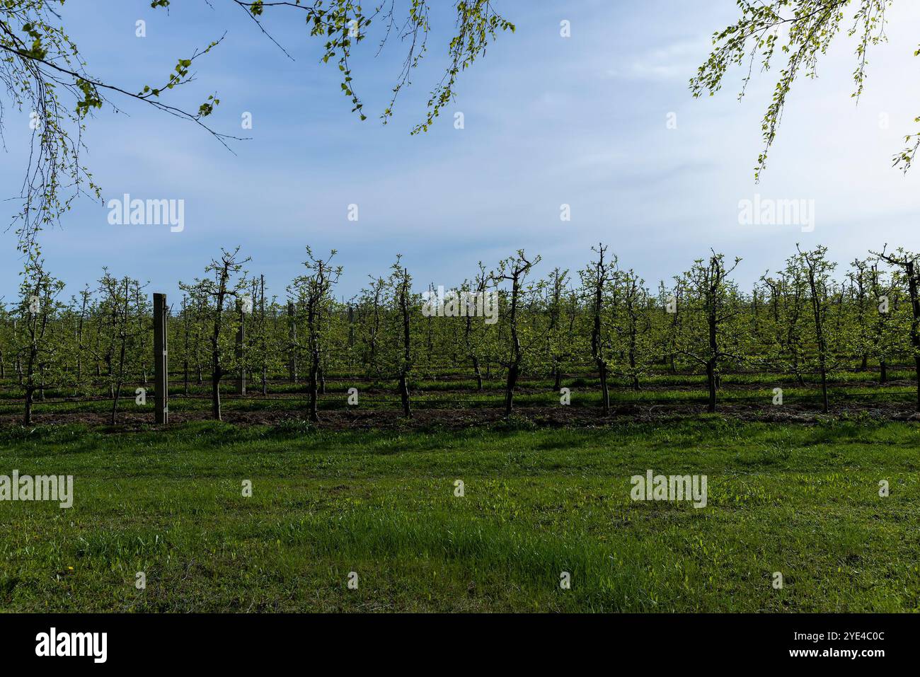 apple trees in the orchard, growing apples and other fruits on an ...