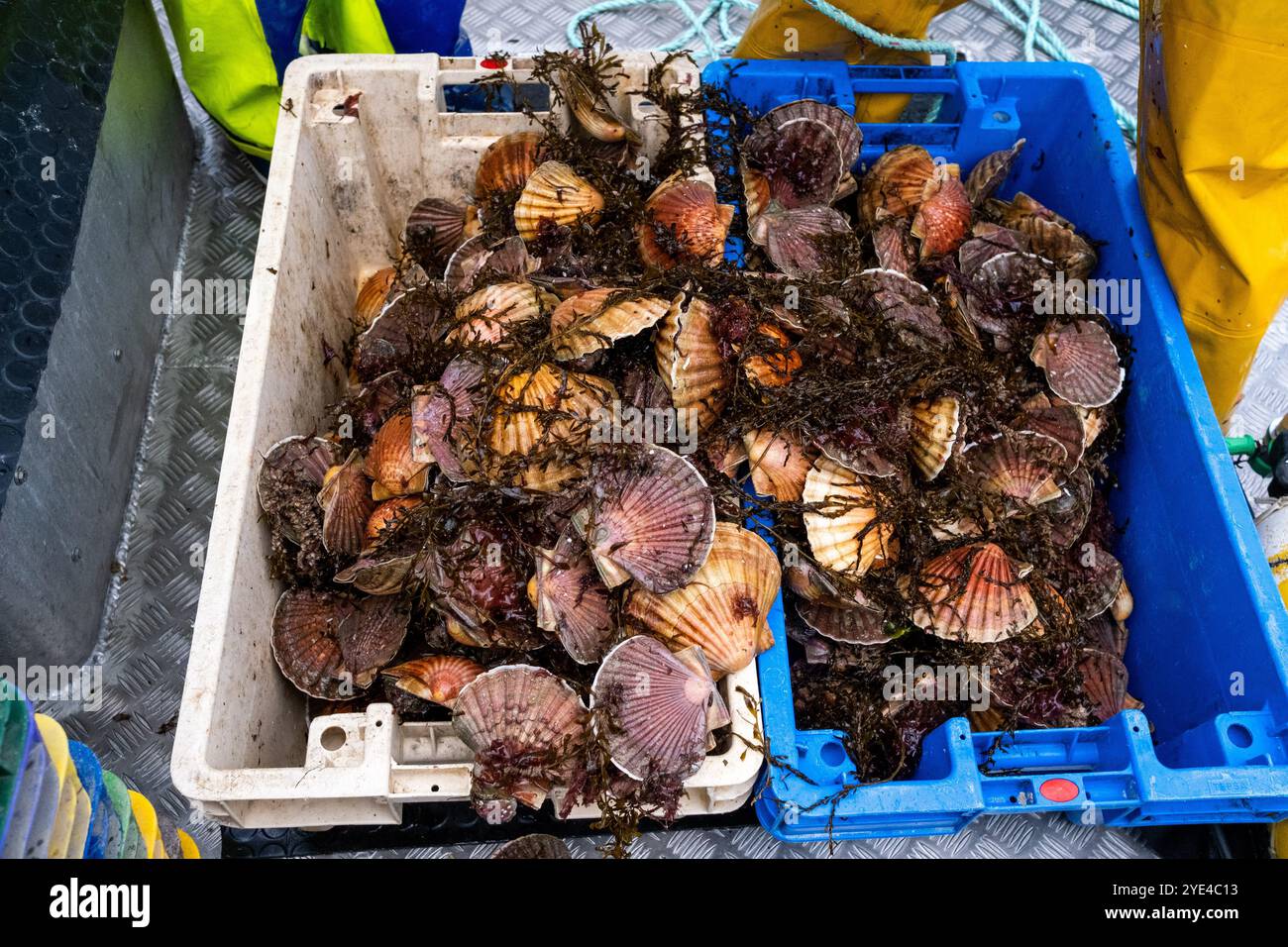 Sorting scallop fished while scuba diving on the boat in the Bay of ...
