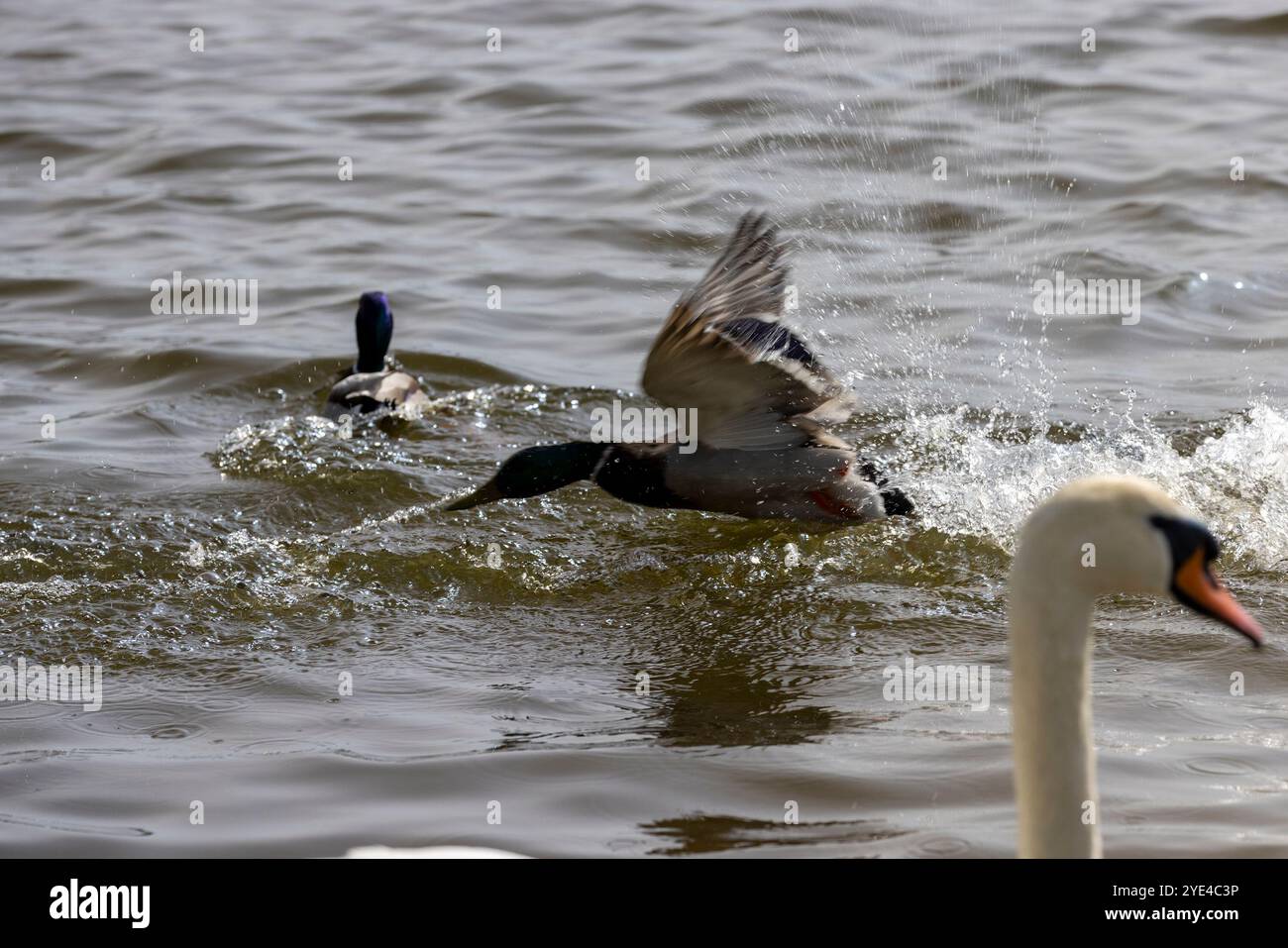 ducks fighting for territory during nesting, ducks fighting on the ...