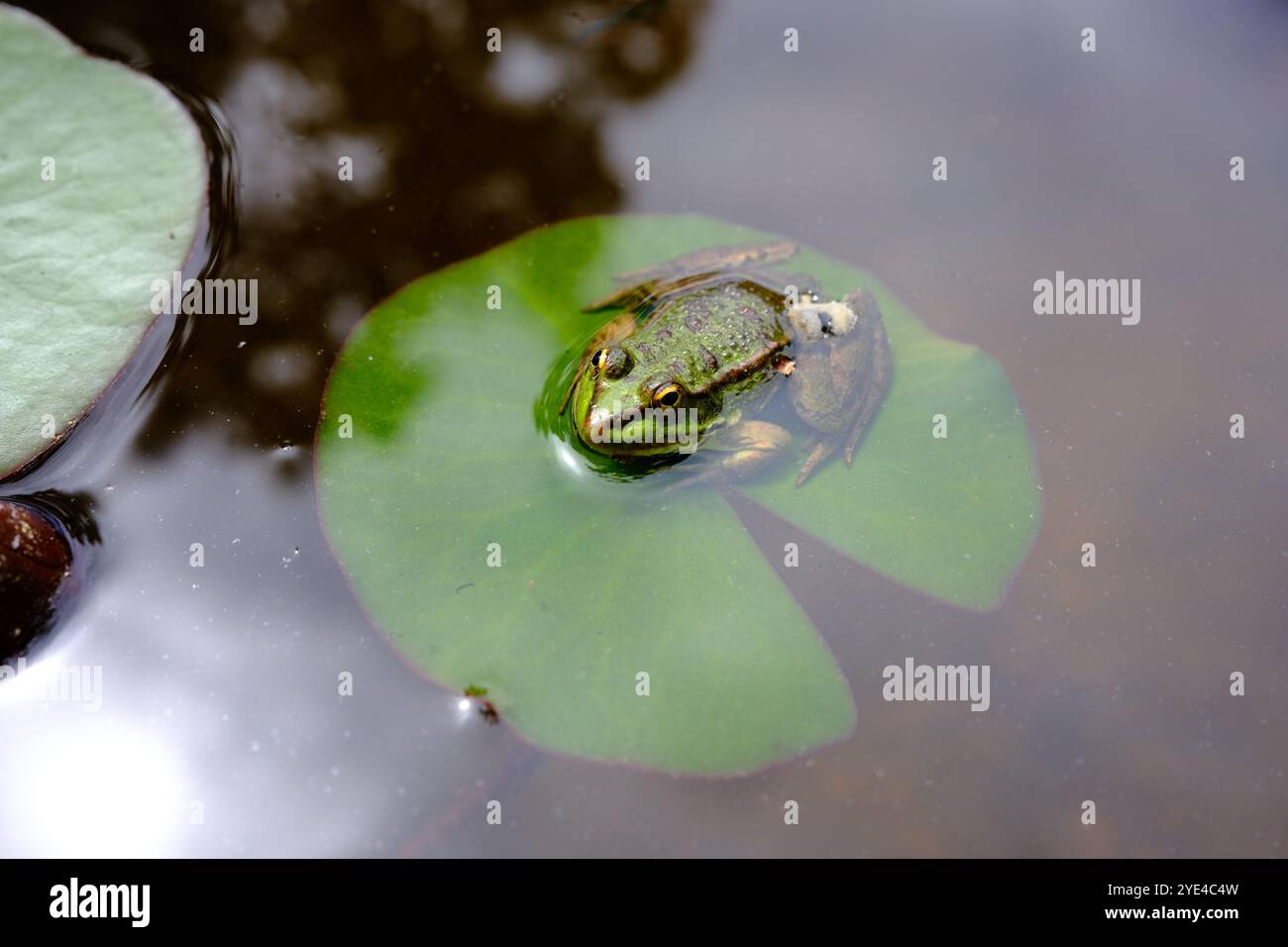 Frog and the lotus Stock Photo - Alamy