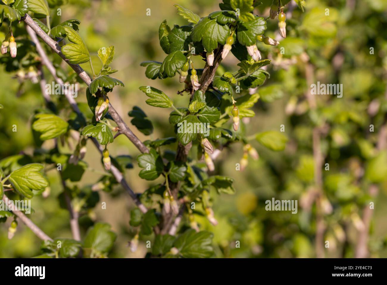 flowering gooseberry bushes in May against a blue sky background ...
