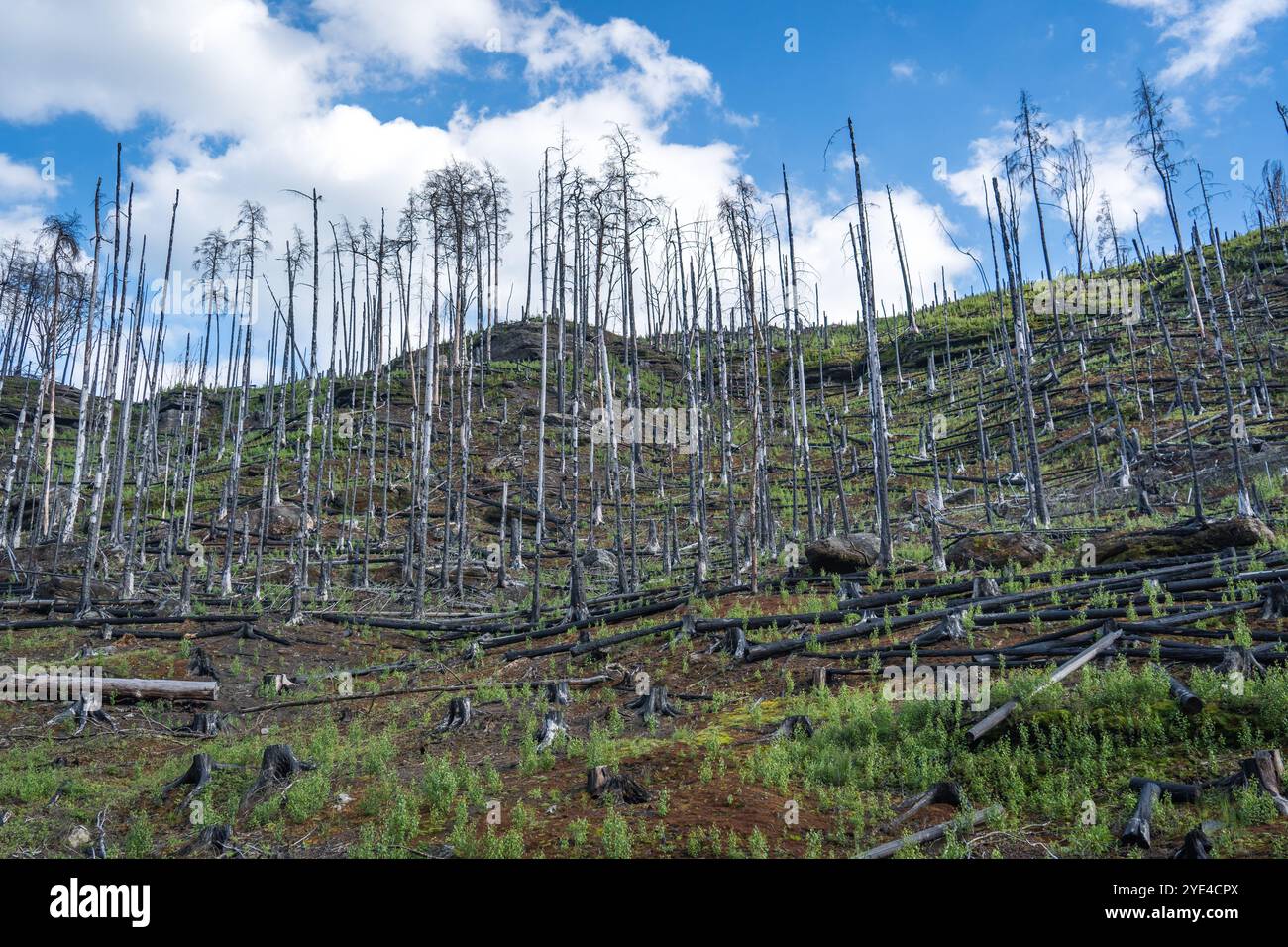 Burnt down woods hi-res stock photography and images - Alamy