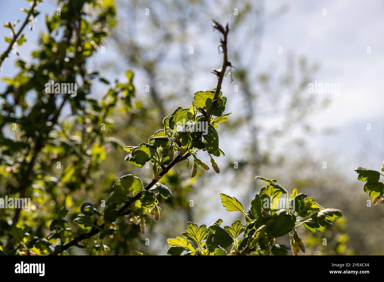 flowering gooseberry bushes in May against a blue sky background ...