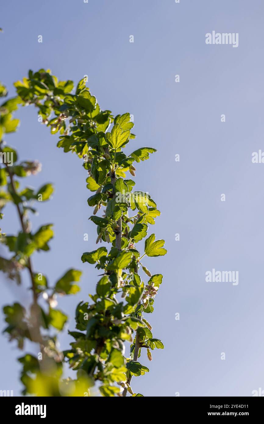flowering gooseberry bushes in May against a blue sky background ...