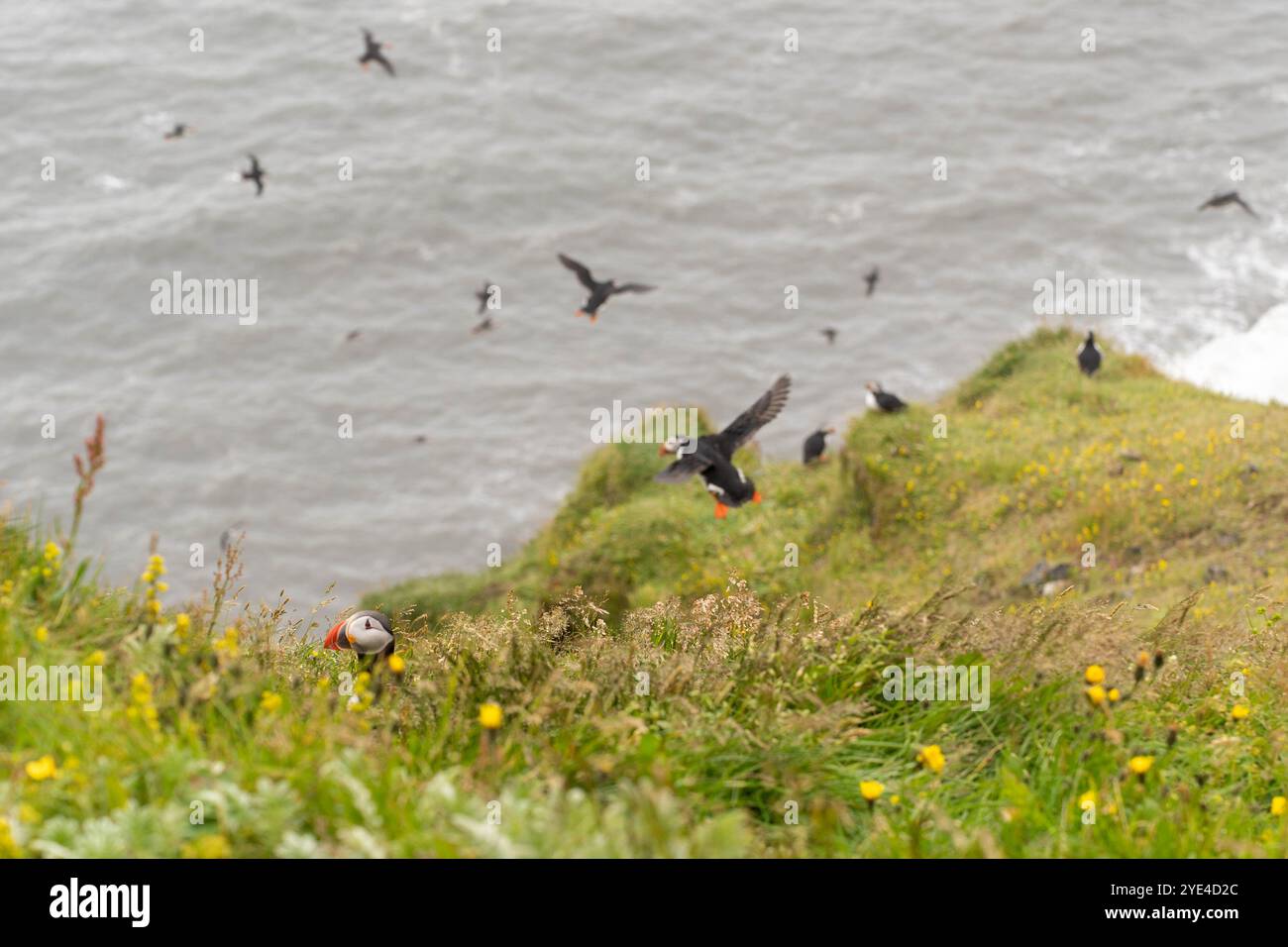 Puffins Flying and Perched Along a Coastal Cliff in Iceland Stock Photo ...