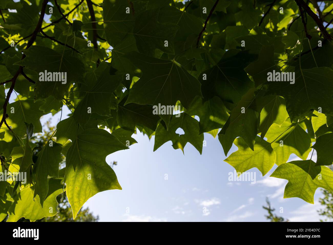 the green foliage of the tulip tree in the summer and the blue sky, the ...