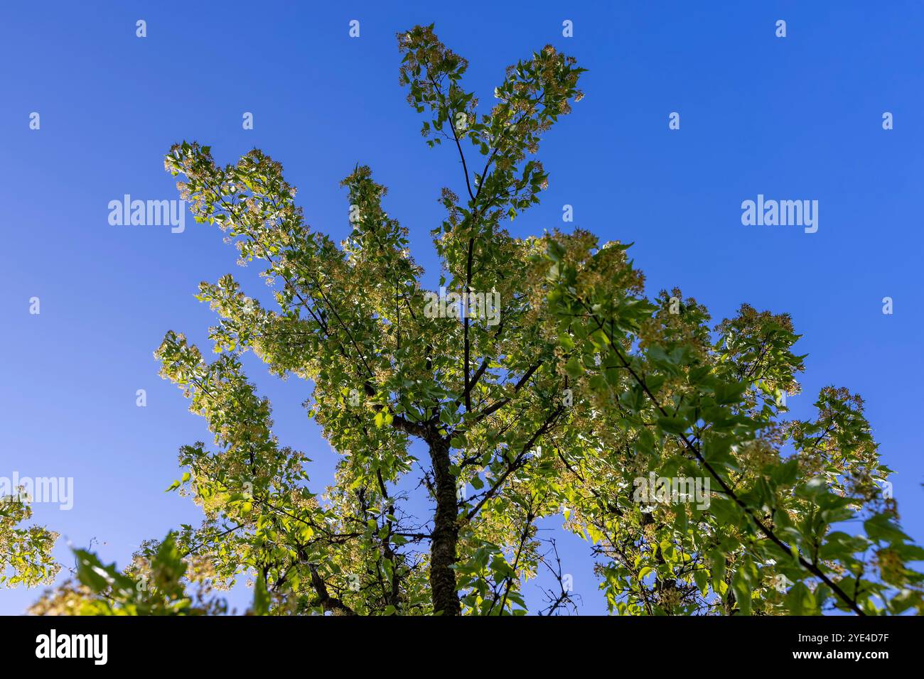 the green foliage of the maple tree in sunny weather, a beautiful maple ...