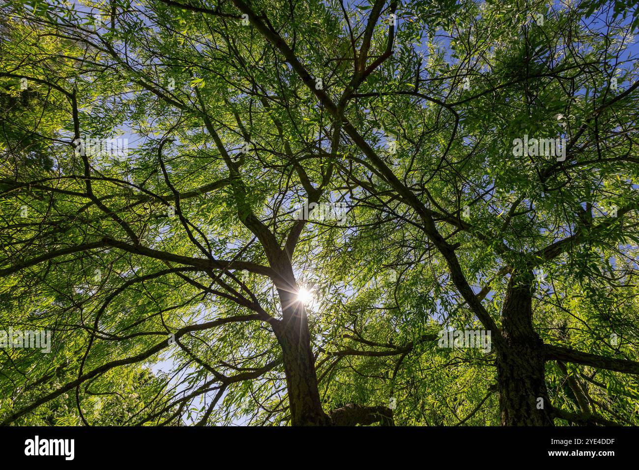 willow tree with green foliage in spring, deciduous willow tree in ...
