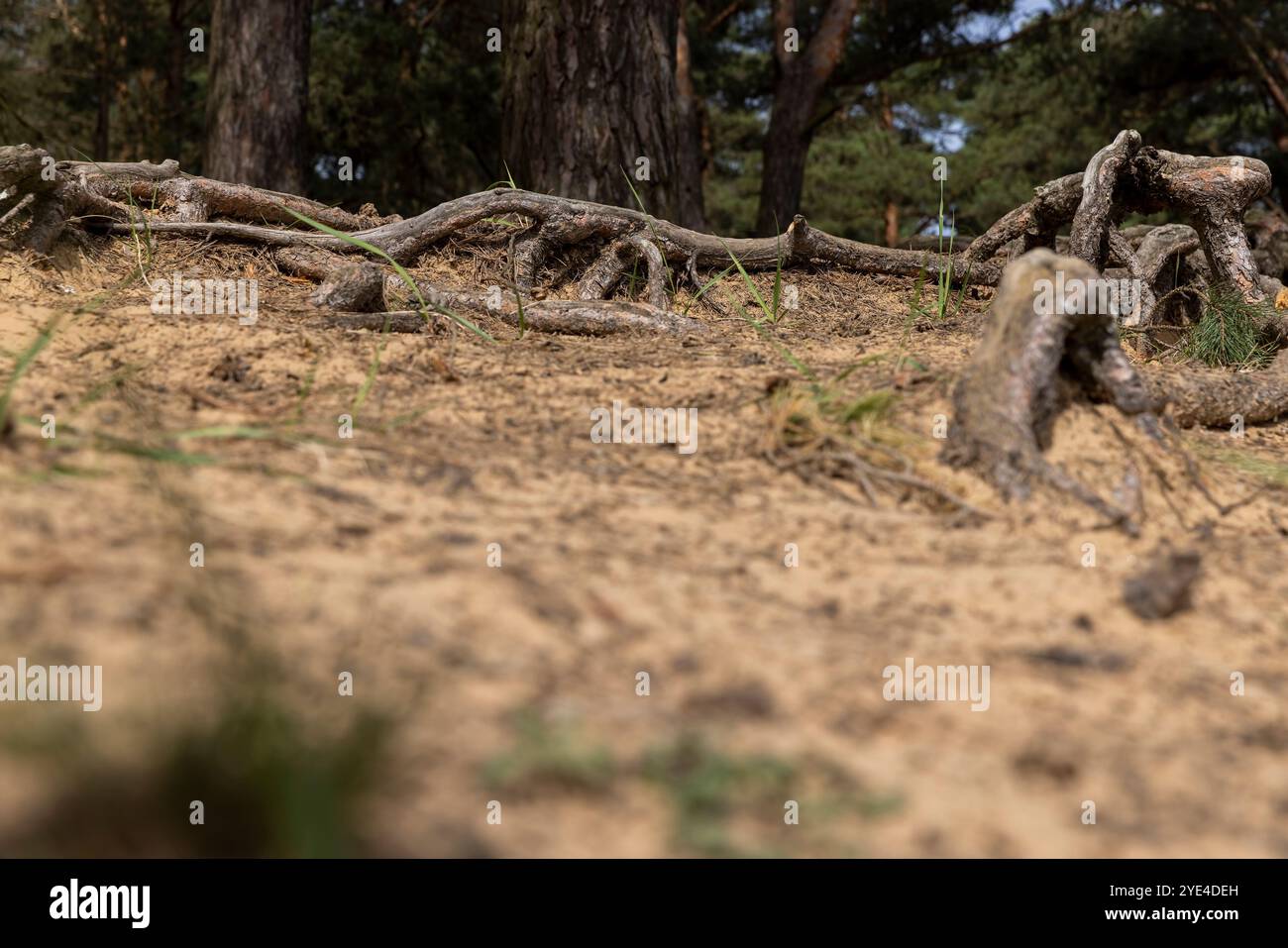 tree roots sticking out the earth in the forest, large tree roots that ...
