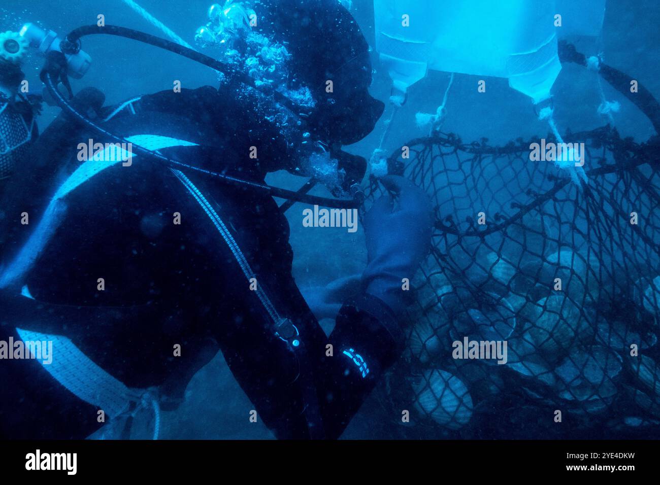 Underwater photography of a scallop fisherman scuba diving on the boat ...