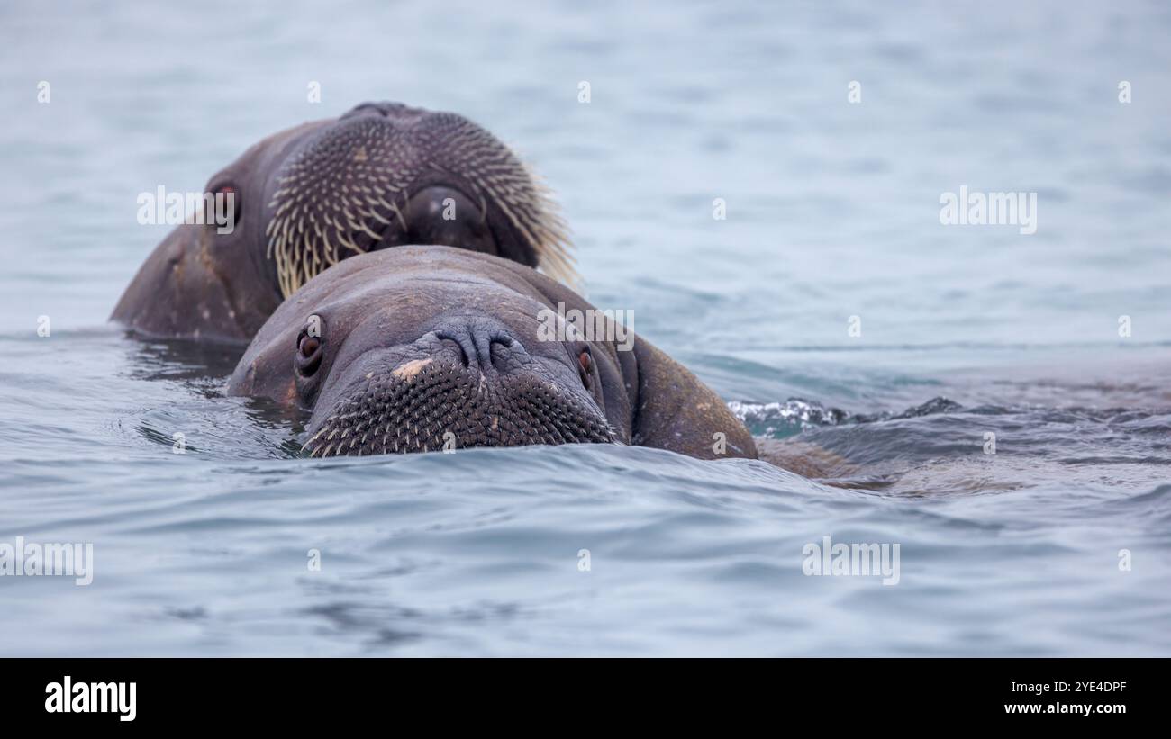 Adult walruses, Odobenus rosmarus, swimming in the Arctic Ocean off the ...