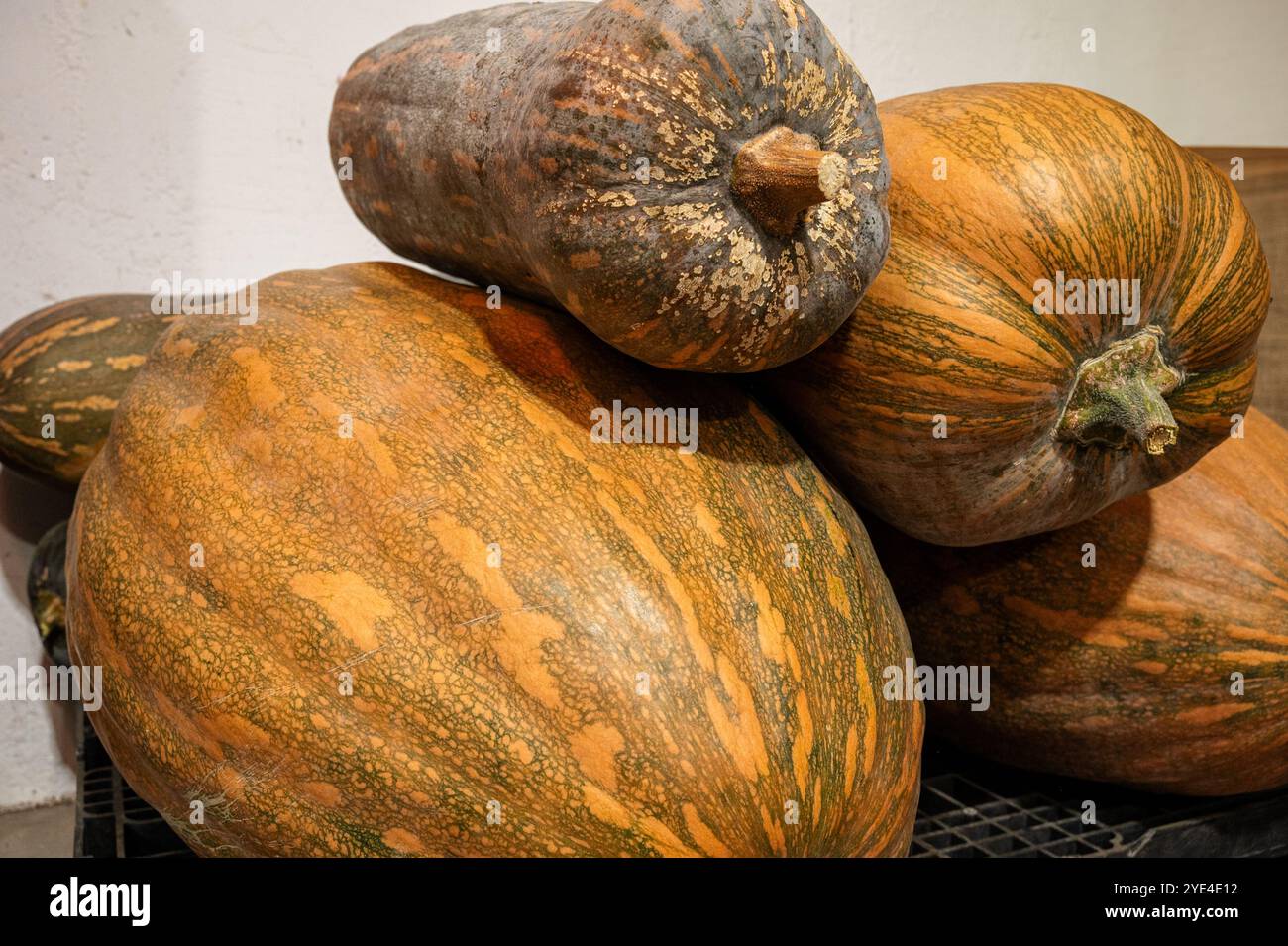 A pile of large pumpkins with green stripes. The pumpkins are stacked ...