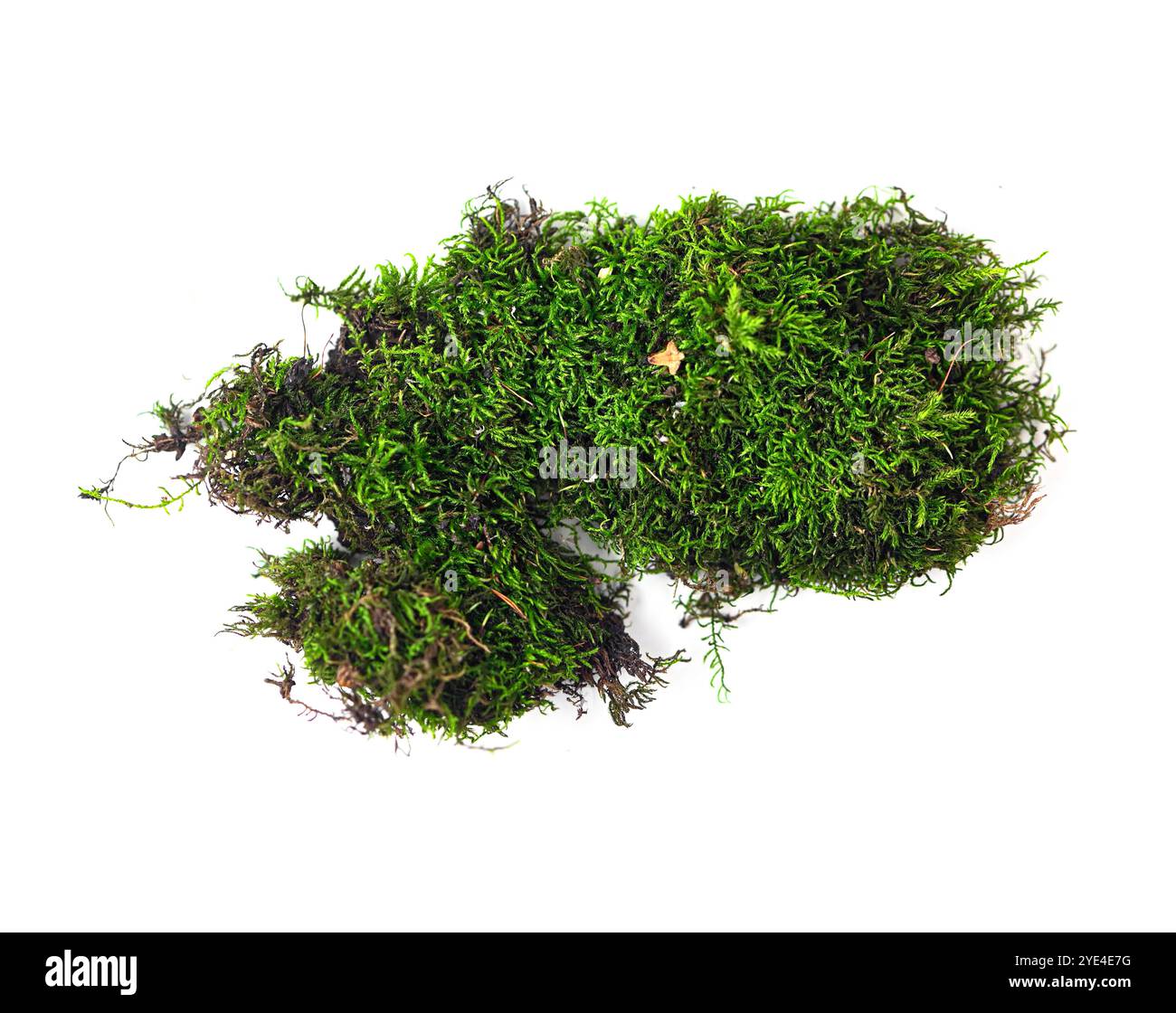Grass natural green background Cut Out Stock Images & Pictures - Alamy