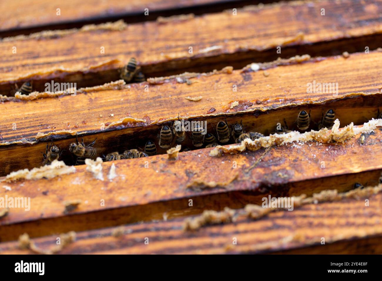 bees and their hive with wooden honeycomb frames, close up Stock Photo ...