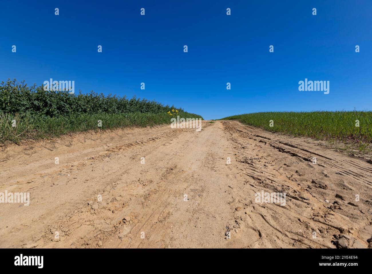 part of the road in the field for agricultural transport, ruts in the ...