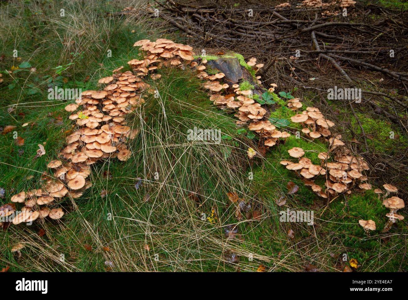 Group of Honey mushrooms following roots of dead pine tree, probably ...