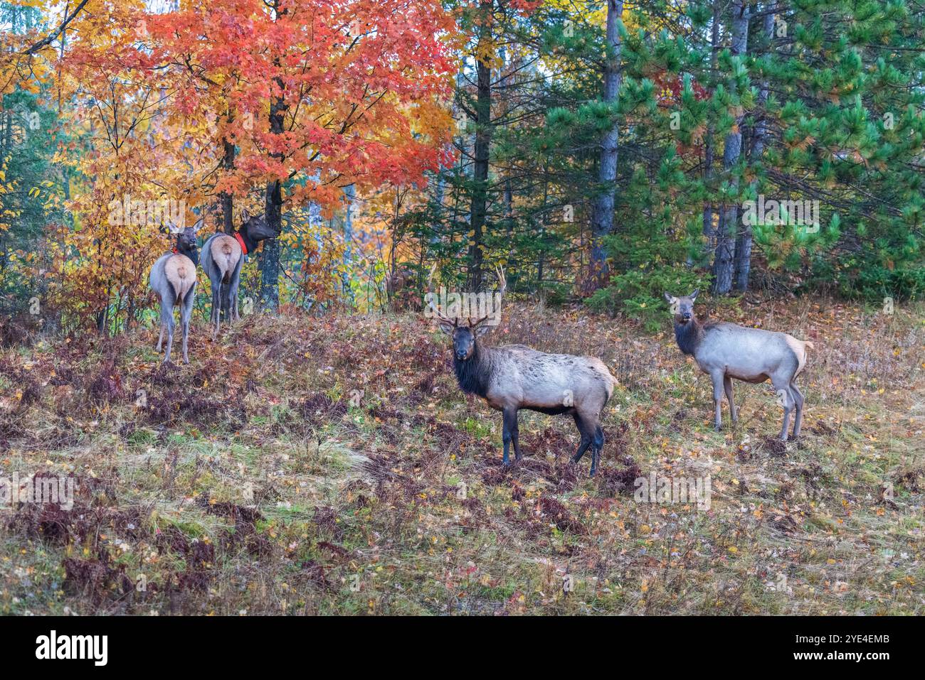 Bull elk during the rut in Clam Lake, Wisconsin Stock Photo - Alamy