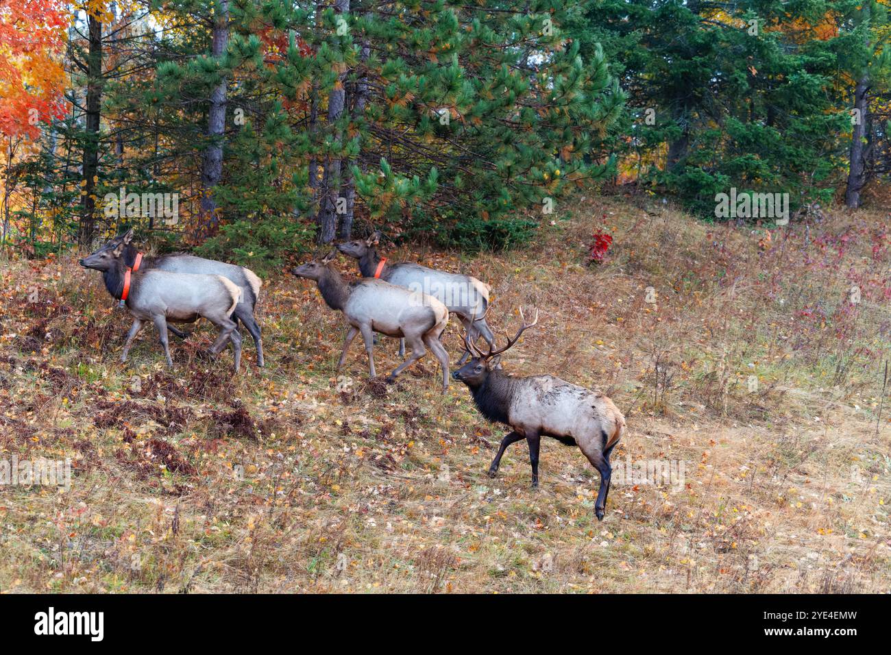 Bull elk and his harem in Clam Lake, Wisconsin Stock Photo - Alamy