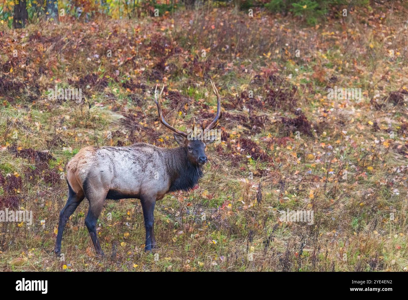 Bull elk during the rut in Clam Lake, Wisconsin Stock Photo - Alamy