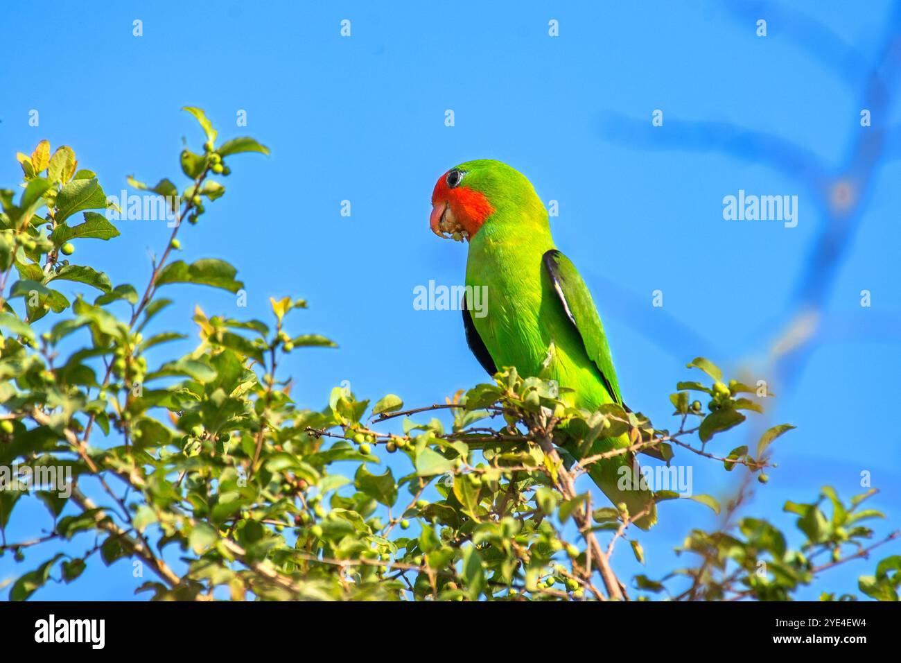 RED-HEADED LOVEBIRD ( Agapornis pullarius ) - Kasangati, Kampala Uganda ...